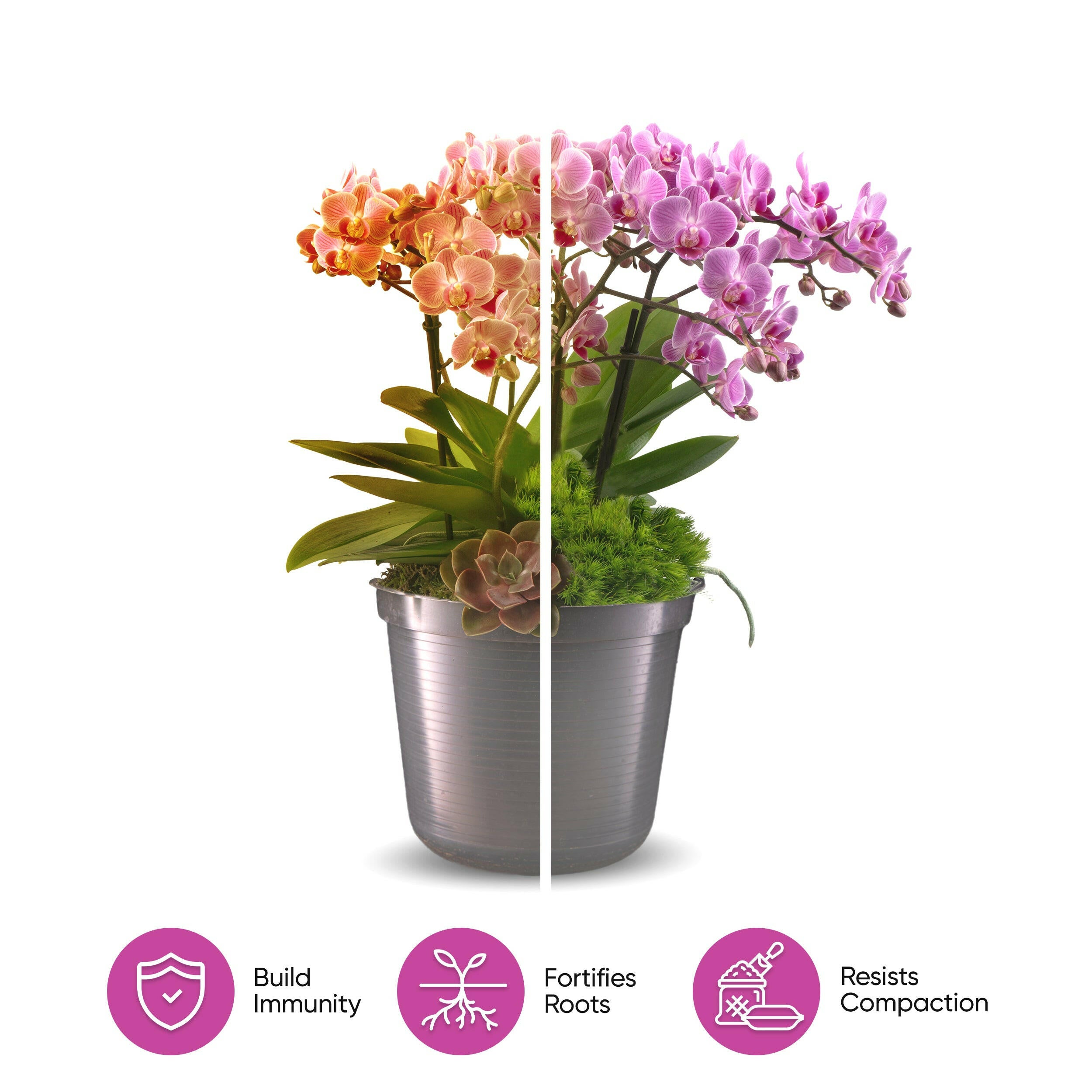 Molly's Orchid Mix - Premium Soilless Orchid Potting Mix - VeryPlants ...